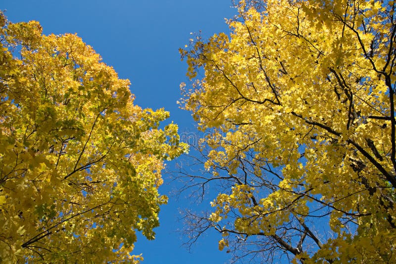 Golden maple stock image. Image of november, clear, light - 10449643