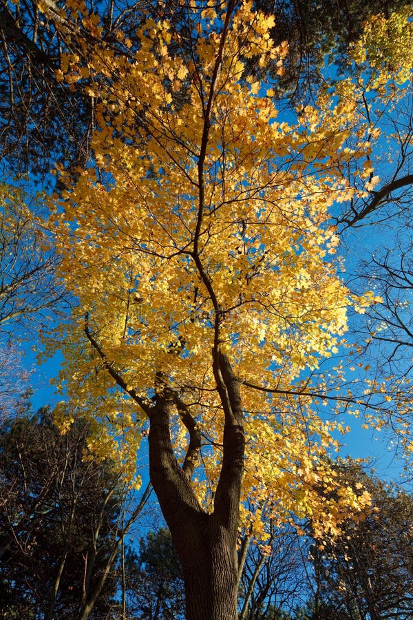 Golden maple stock photo. Image of maple, sunlight, foliag - 11729824