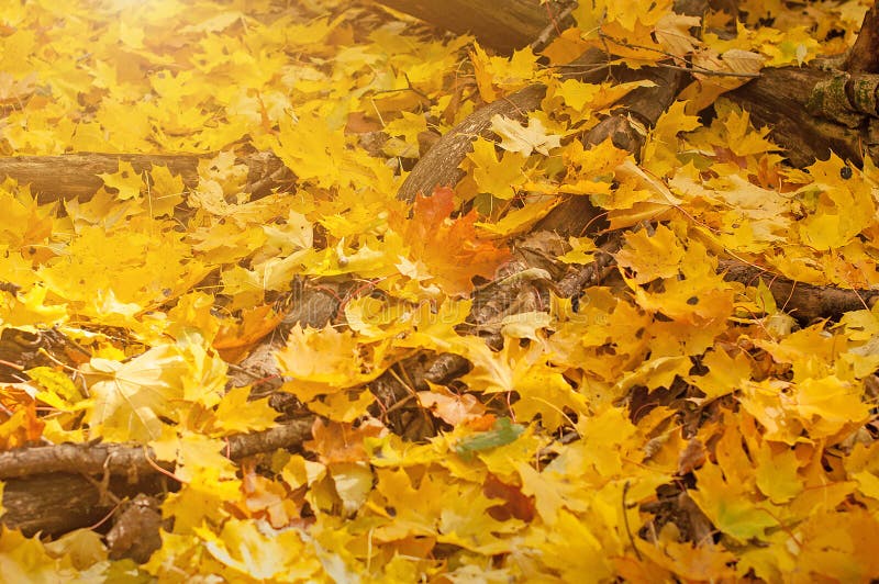 Golden Maple Autumn Leaves on the Ground the Wild Forest Stock Photo ...