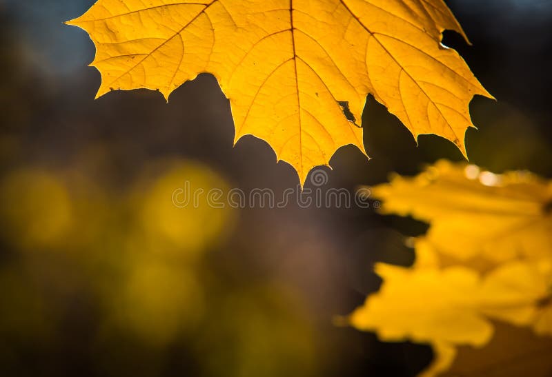 Golden Maple Leaf Backlit by Sun Stock Image - Image of colorful ...