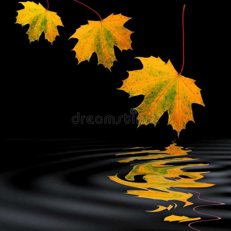 Golden Maple Leaf Beauty stock photo. Image of rippled - 6745152