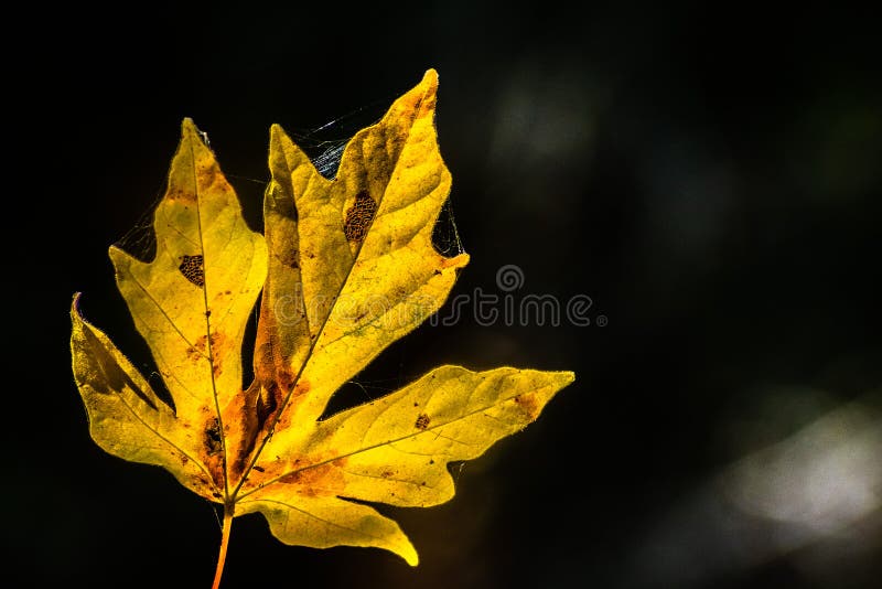 Golden maple leaf stock image. Image of america, outdoor - 130735787