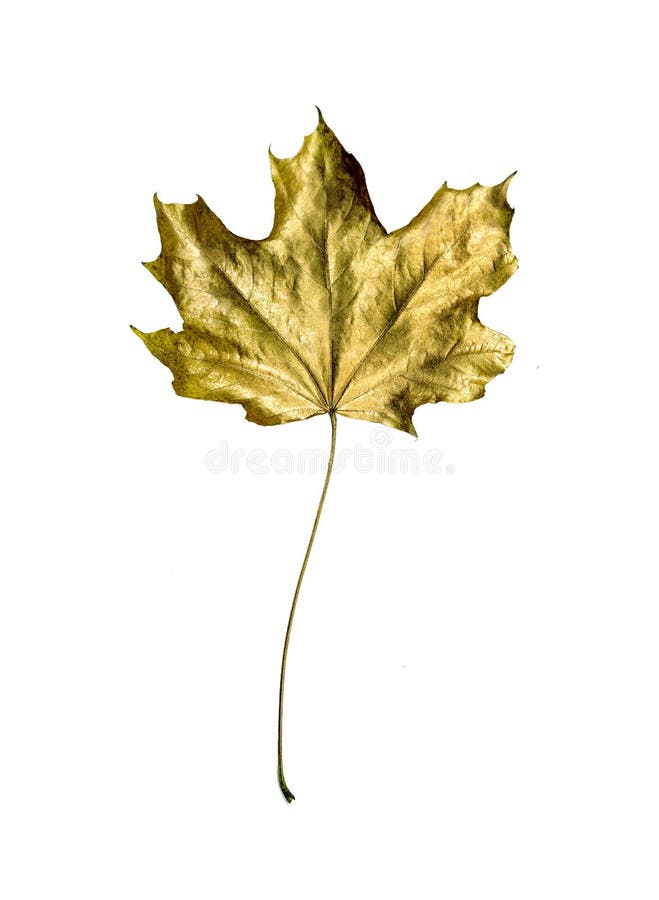 Golden Maple Leaf Isolated on White Stock Photo - Image of forest ...