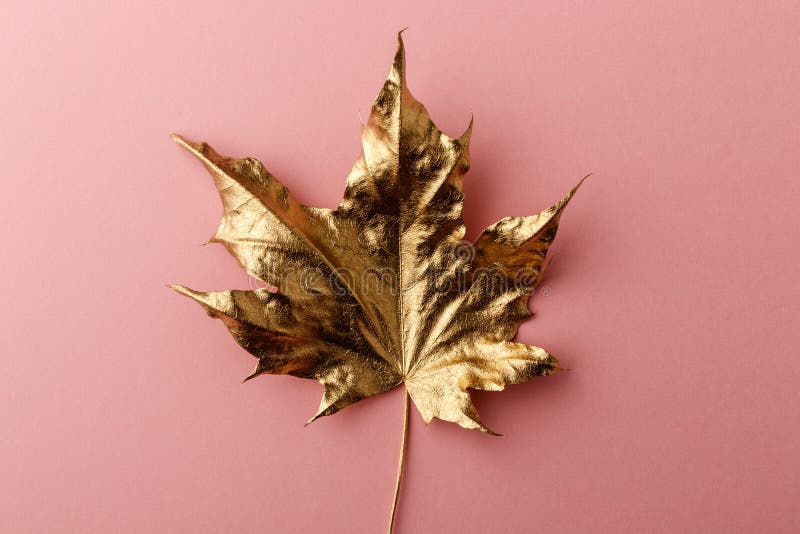 Golden Maple leaf stock image. Image of colorful, bright - 205012449