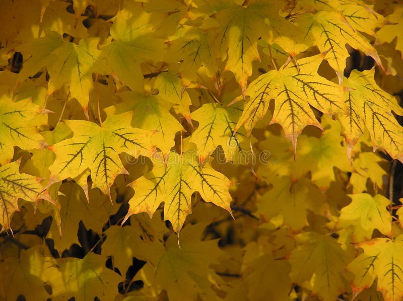 Golden Maple Leaves stock photo. Image of splash, crisp - 1385598