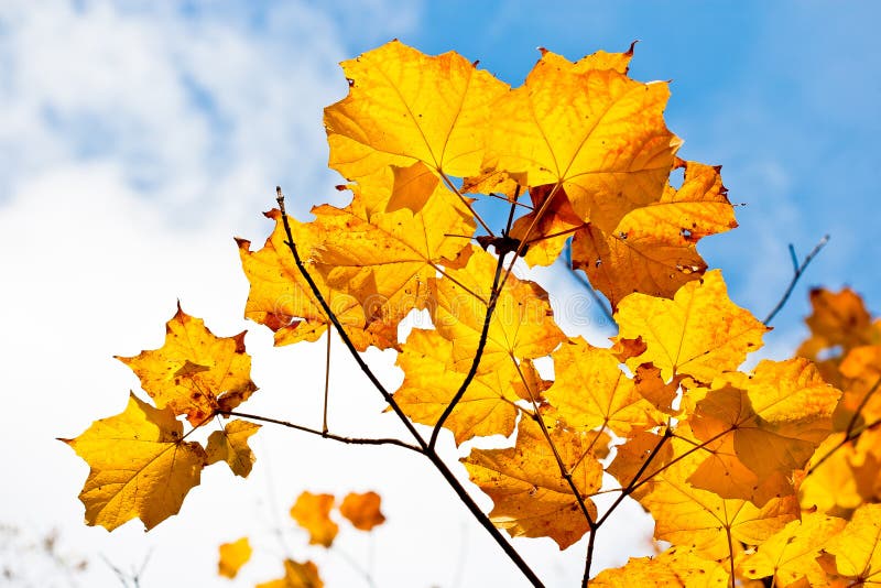 Golden maple leaves stock photo. Image of seasons, tranquility - 22638862