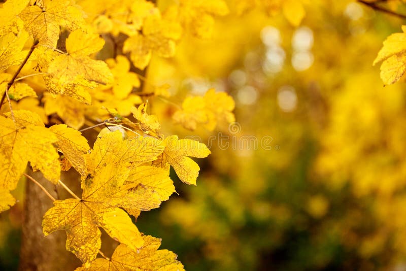 Golden maple leaves stock photo. Image of europe, october - 87476518