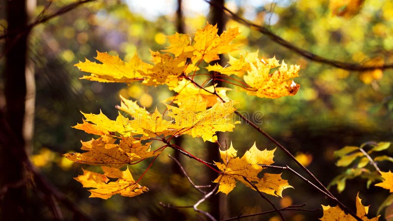 Golden Maple Leaves in the Autumn Forest in Bright Sunlight Stock Photo ...