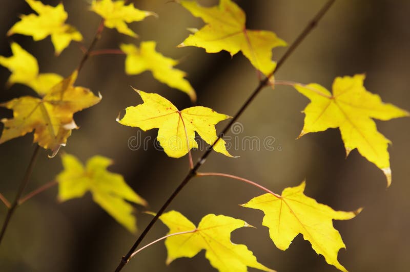 The golden maple leaves stock image. Image of autumn - 36663947