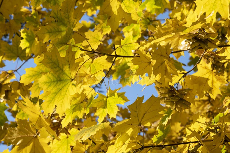 Golden Maple Leaves on a Blue Background. Stock Photo - Image of ...