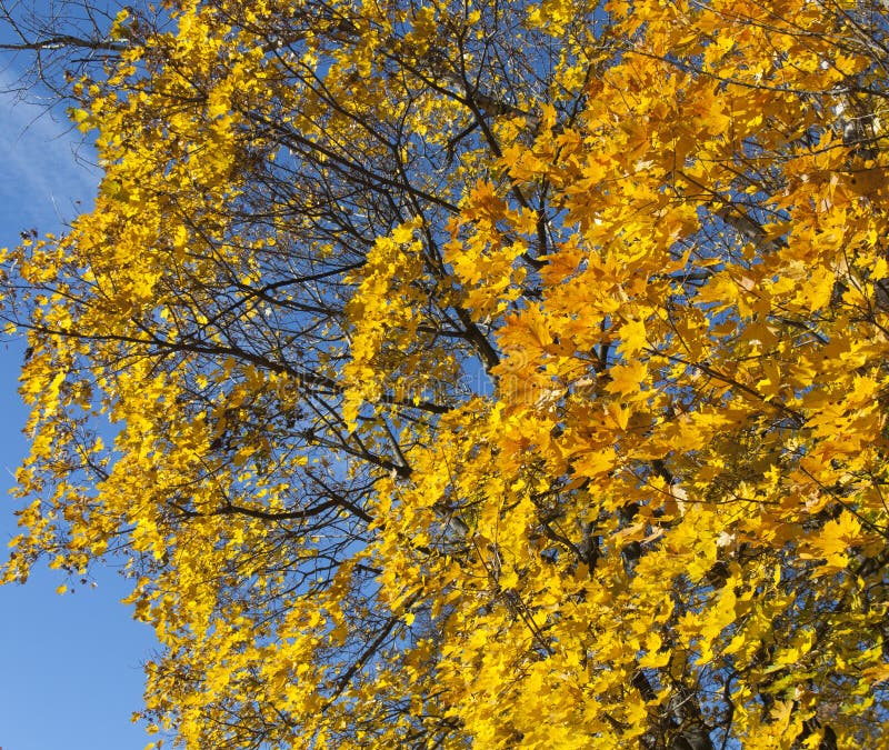 Golden maple leaves stock photo. Image of maple, fall - 103199678