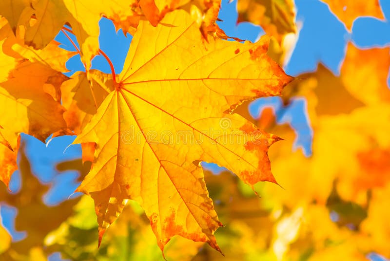 Golden Maple Leaves on a Branch Stock Image - Image of plant, blue ...