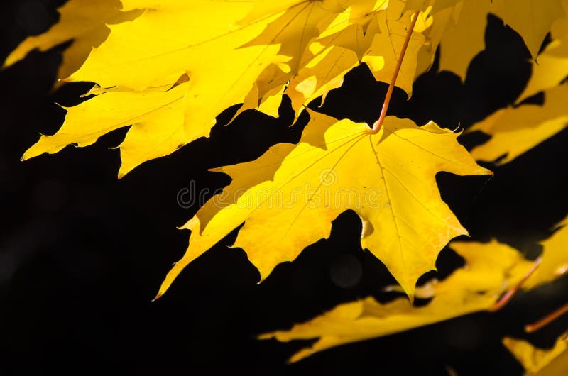 Golden Maple Leaves Exhibiting the Elegance of Autumn Stock Photo ...