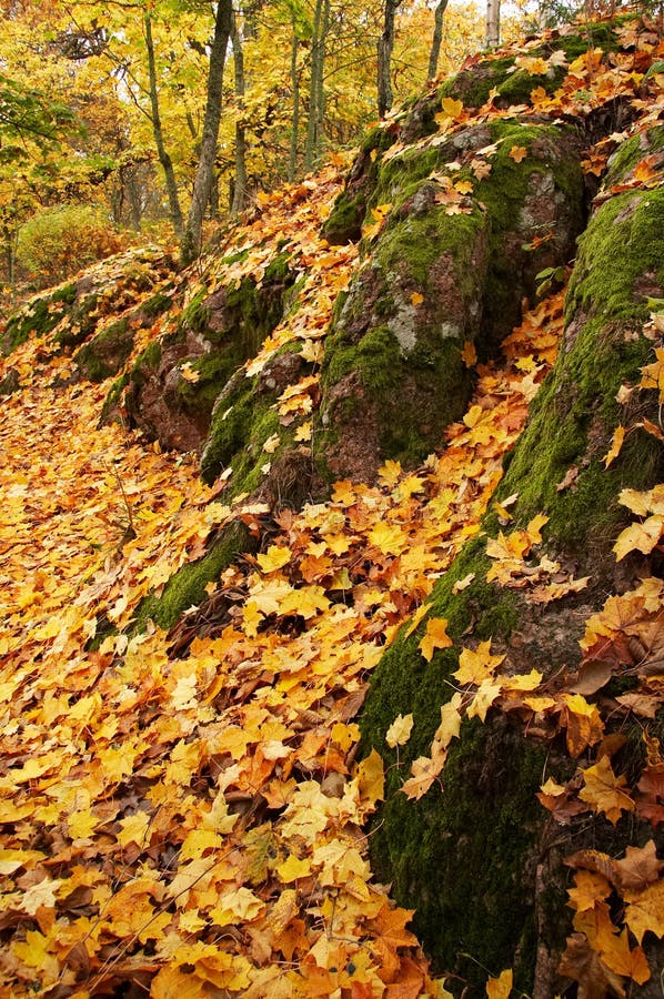 Golden Maple Leaves in the Park Stock Photo - Image of meadow, idyllic ...