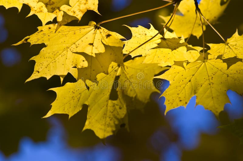 Golden Maple Leaves in Sunlight. Stock Photo - Image of glow, cycle ...