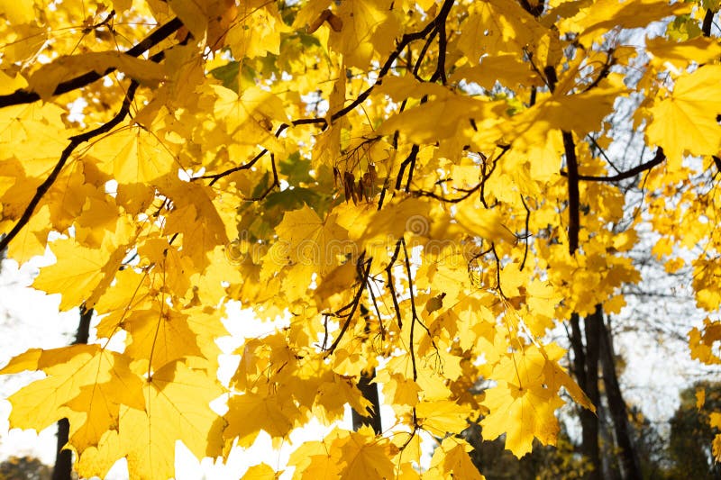 Golden Maple Leaves on Trees in Sun Autumn Park Landscape Stock Image ...
