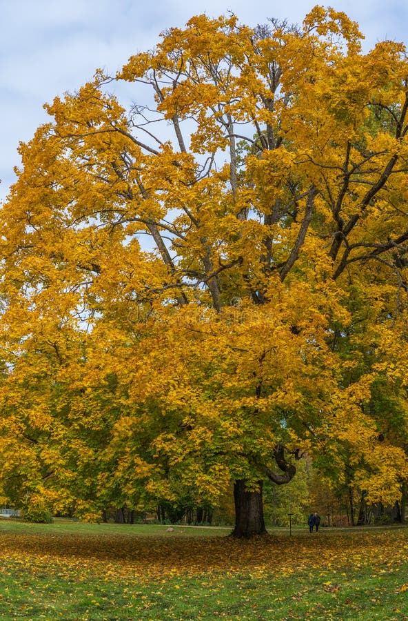A Golden Maple in October. Autumn View in the Park Stock Photo - Image ...
