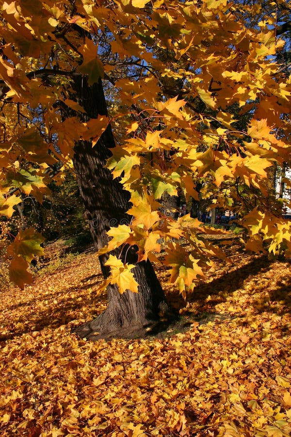 Golden maple tree stock image. Image of decorative, colours - 308913