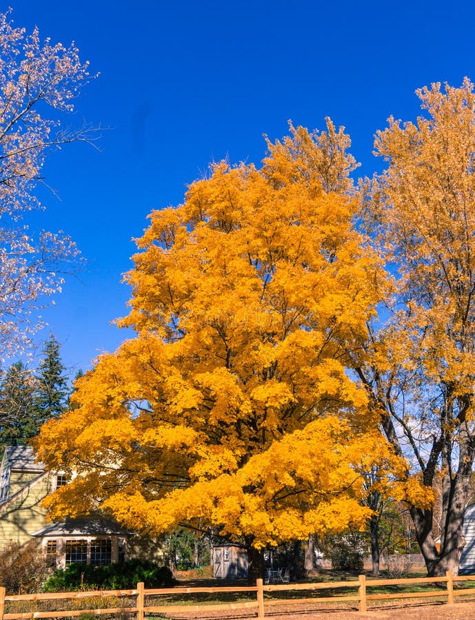 Golden Maple tree stock image. Image of color, fall, yellow - 61615857