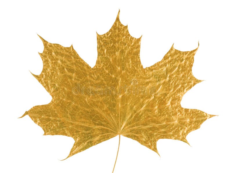 Golden maple tree leaf stock photo. Image of closeup - 11098686