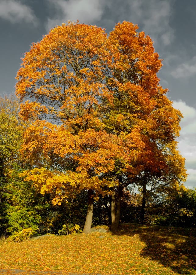 Golden maple trees stock photo. Image of dark, foliage - 61359830