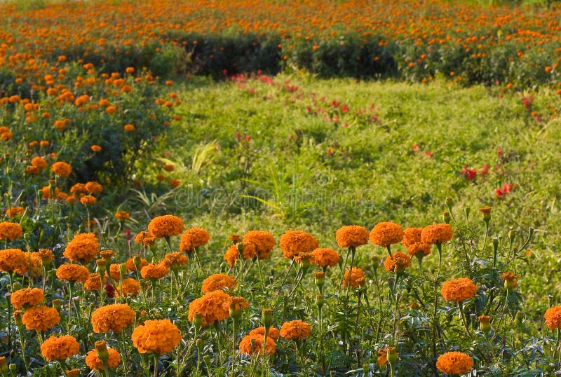 Golden marigold fields (1) stock photo. Image of garden - 7303550