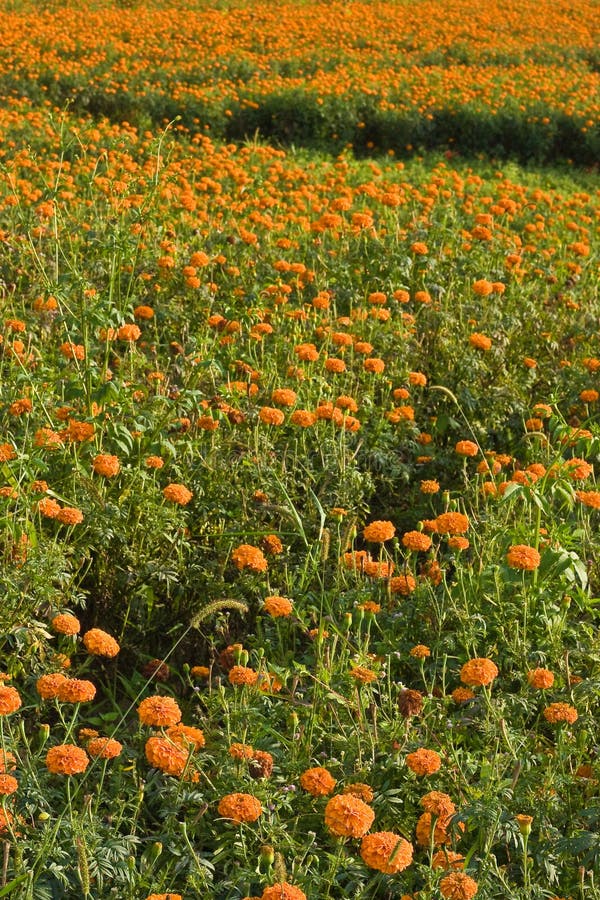 Golden marigold fields (3) stock image. Image of orange - 7303481