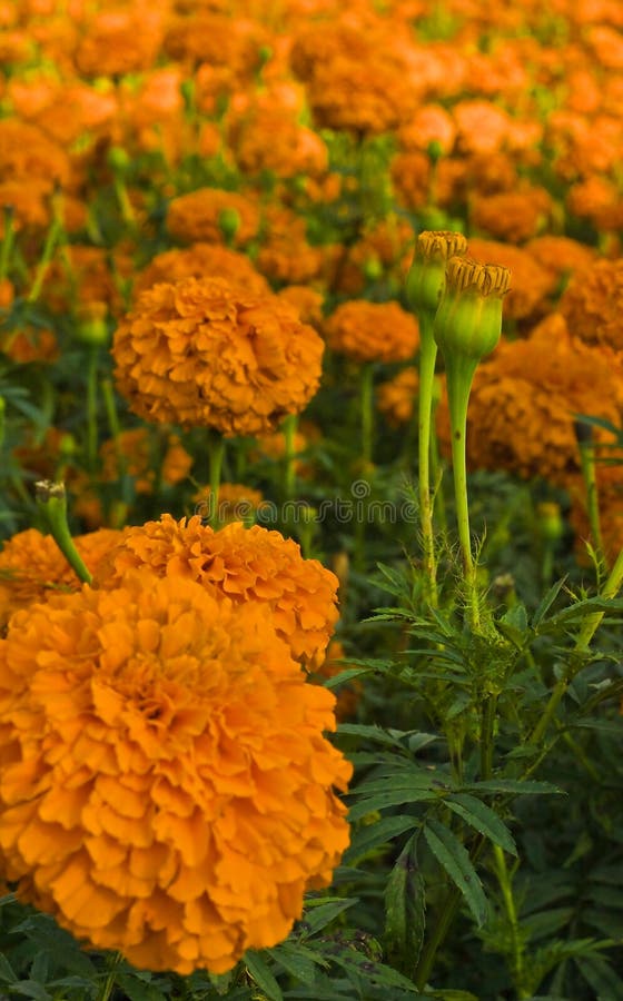 Golden marigold flowers stock photo. Image of colour, calendula - 7393476