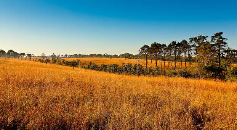 Golden meadow stock image. Image of outdoor, horizon - 29083645