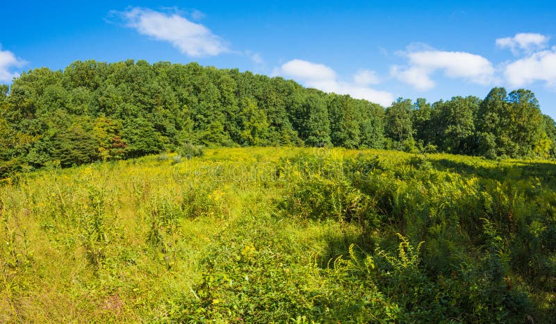 Golden Meadow stock image. Image of forest, filled, overgrown - 66417223