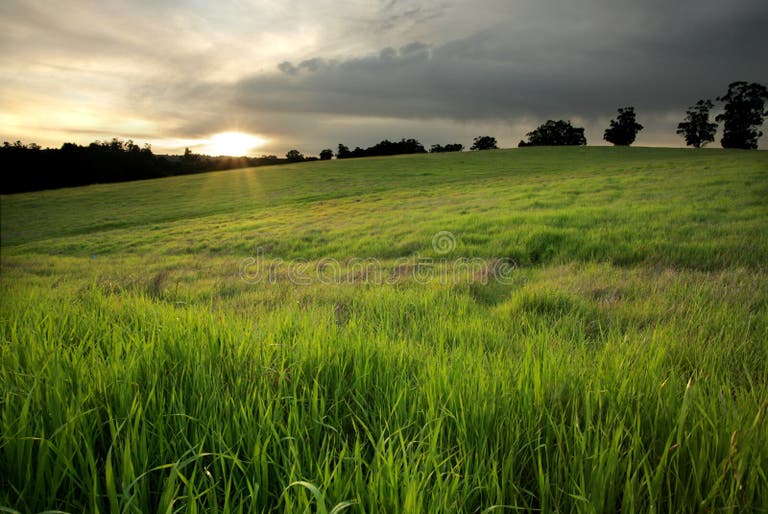 Golden Meadow at Sunset stock image. Image of meadow - 19907963