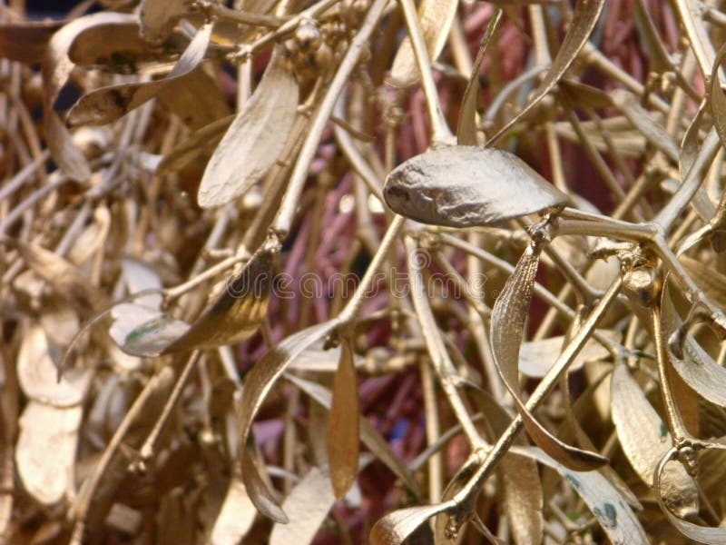 Golden Mistletoe As a Symbol of Chiristmas Stock Photo - Image of card ...