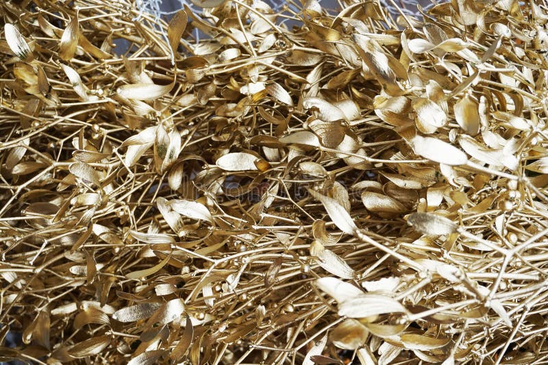 Golden Mistletoe stock image. Image of white, golden - 15803473
