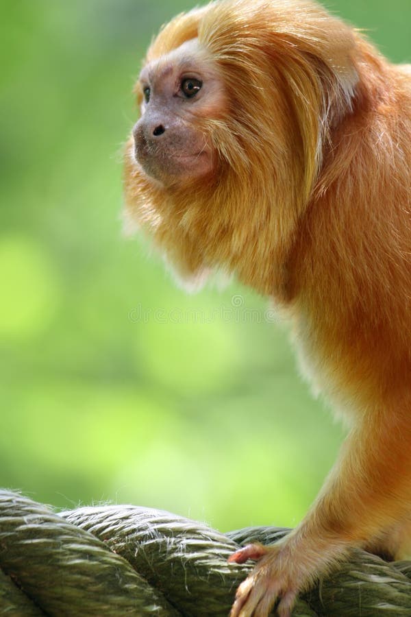 Golden Monkey stock image. Image of monkey, volcanoes - 20517635