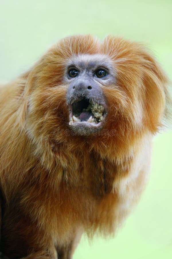 Golden Monkey stock image. Image of wild, tropical, carnivore - 5060637