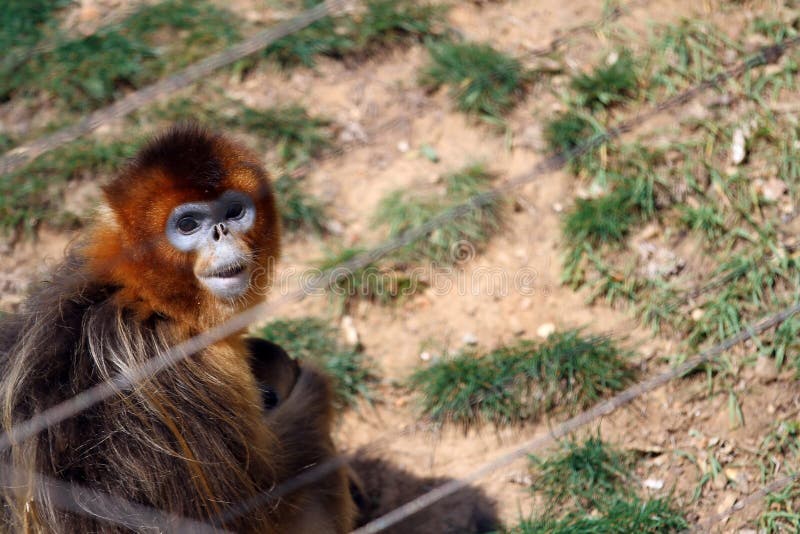 Golden Hair Monkey stock image. Image of smart, child - 3308853