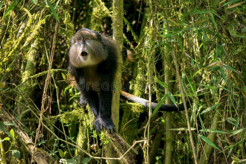 A Golden Monkey Looking Interested in a Bamboo Forest in Rwanda. Stock ...