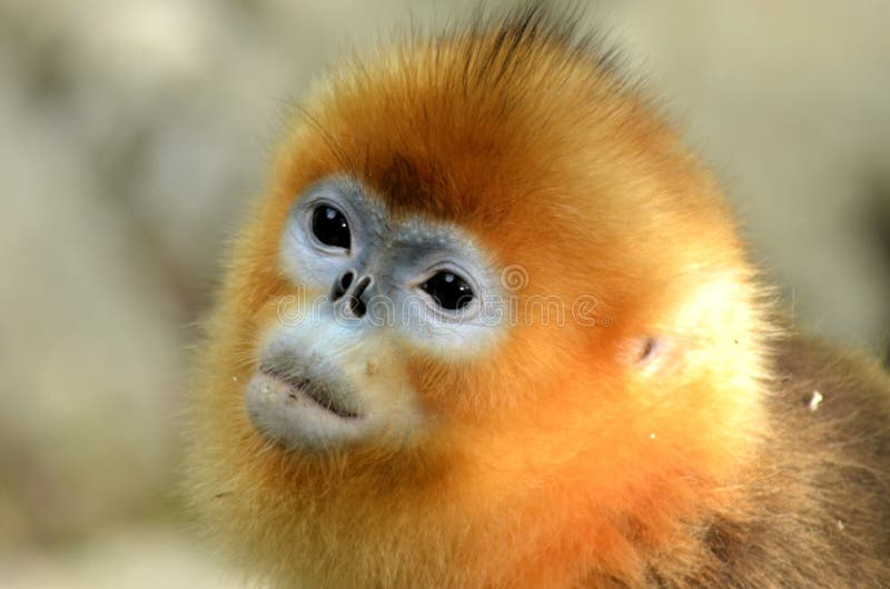 The Golden Monkey stock photo. Image of icon, tourism - 32938990