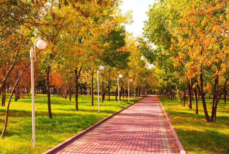 Golden morning in a park. stock image. Image of september - 77614927