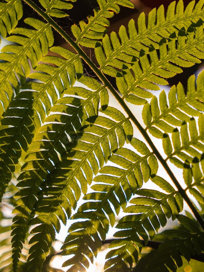 498 Golden Moss Fern Stock Photos - Free & Royalty-Free Stock Photos ...