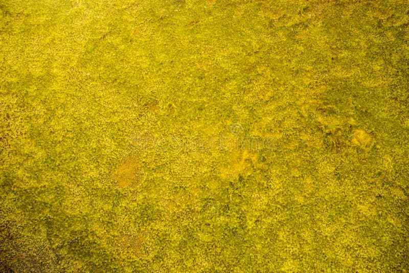 Golden Moss Under Water, Golden Texture Background Created by Under ...