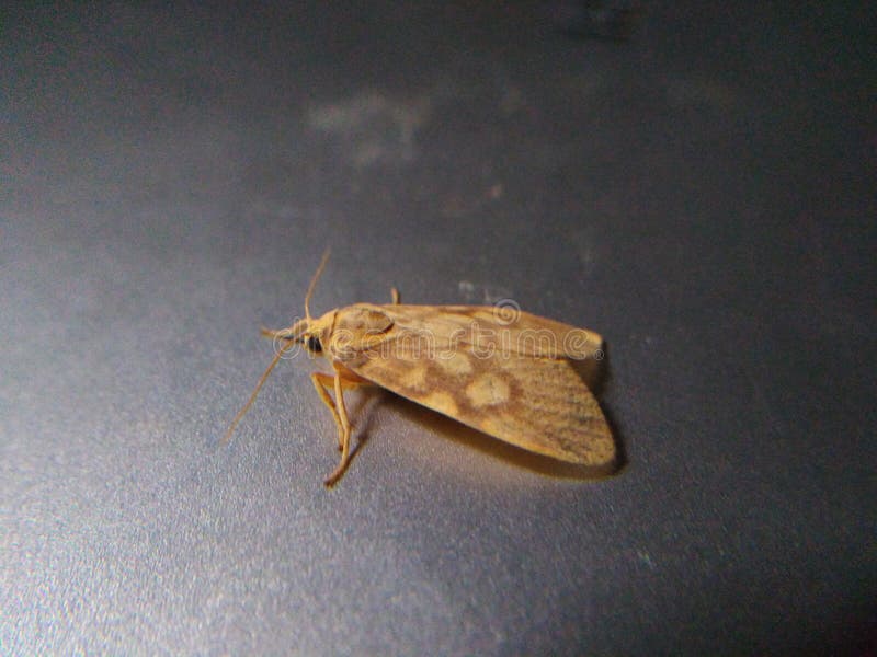 Golden moth stock image. Image of insect, wings, moth - 157028033