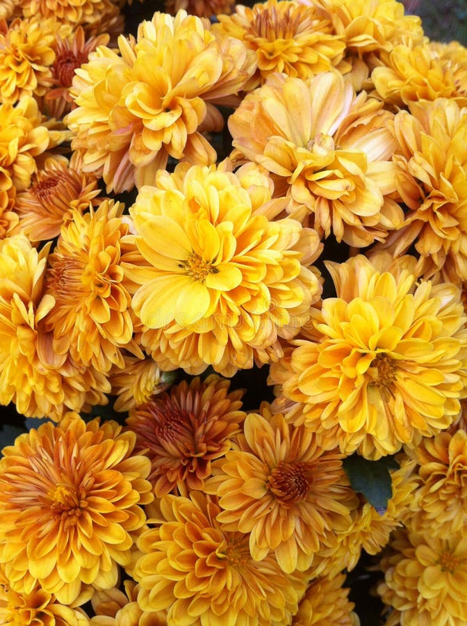 Golden mums stock image. Image of golden, flowers, mums - 76857517