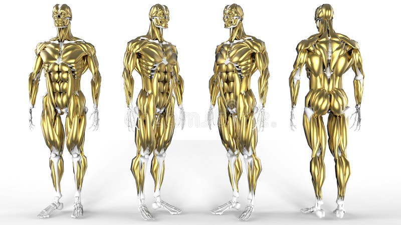 Golden muscles stock illustration. Illustration of muscles - 83302112