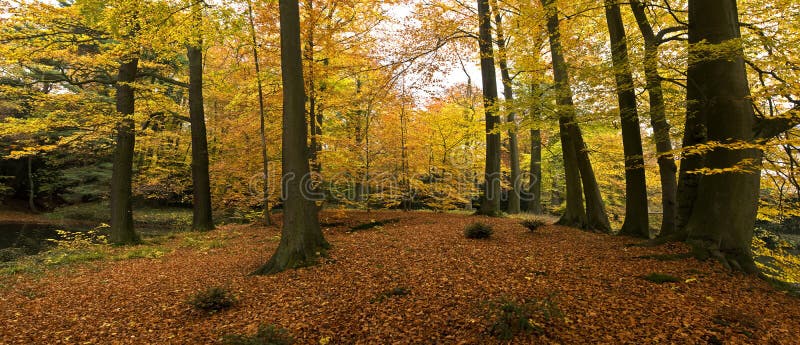 Golden nature stock photo. Image of bright, branch, cycling - 3531534