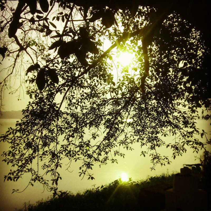 Golden nature stock image. Image of morning, light, golden - 115223655