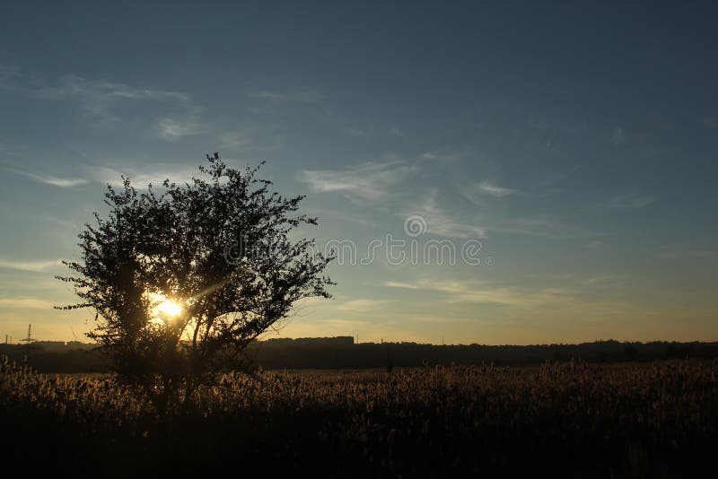 Golden_Nature stock image. Image of tree, bush, autumn - 60944381