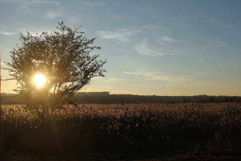 Golden_Nature stock image. Image of clear, nature, park - 60954241