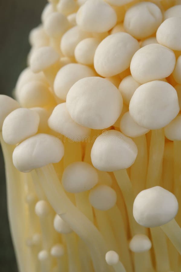 Golden needle mushroom stock photo. Image of close, organic - 44457526