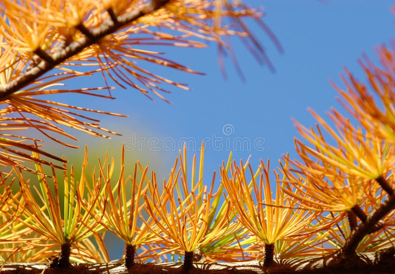 Golden needles stock image. Image of autumn, bright, colorful - 3593025